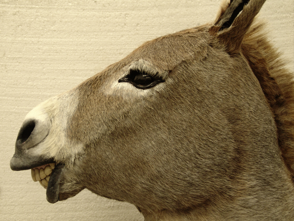 Sodapasta Realizaciones - Got Milk Donkey